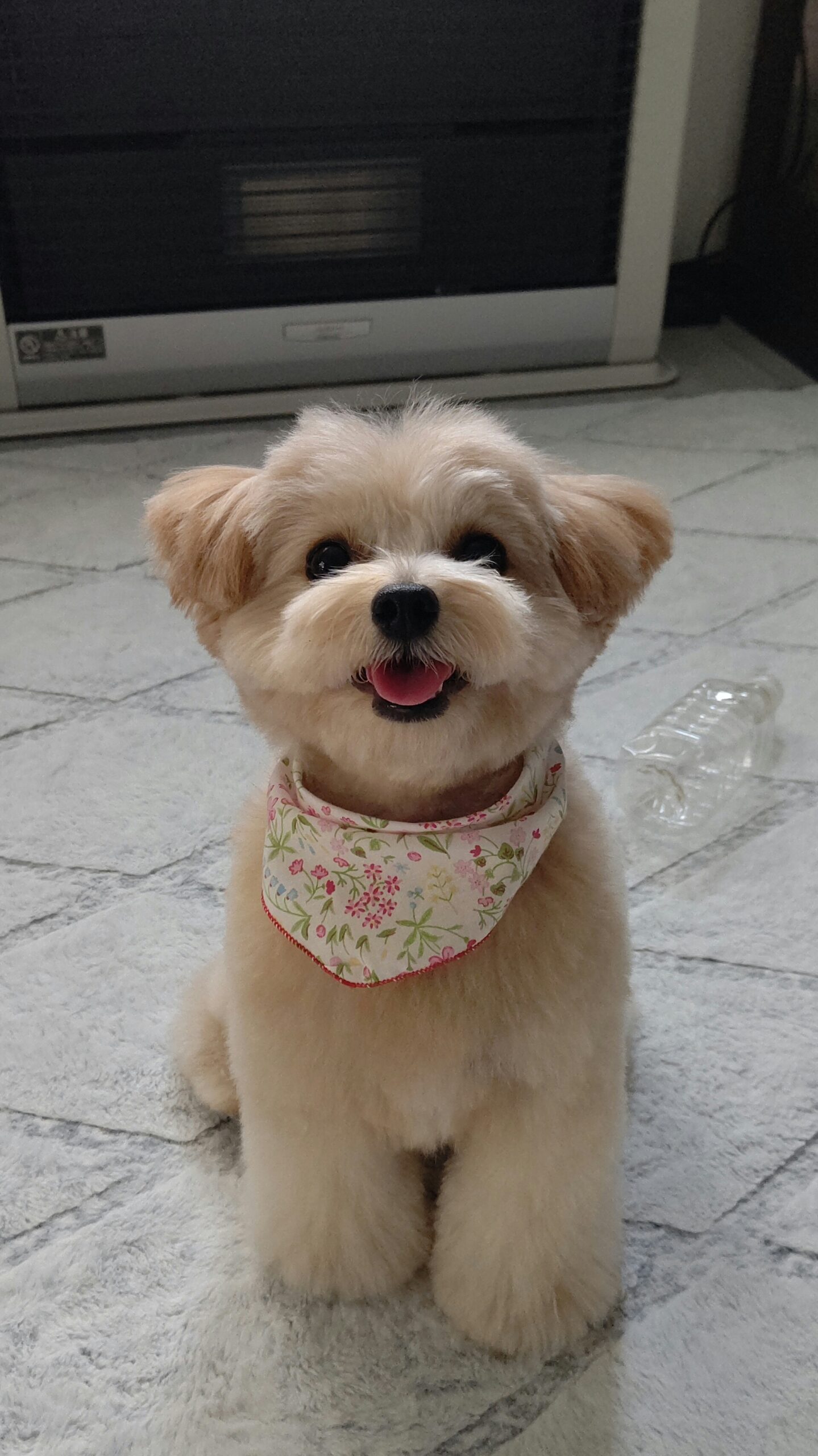 IBC岩手放送｜アナ部屋